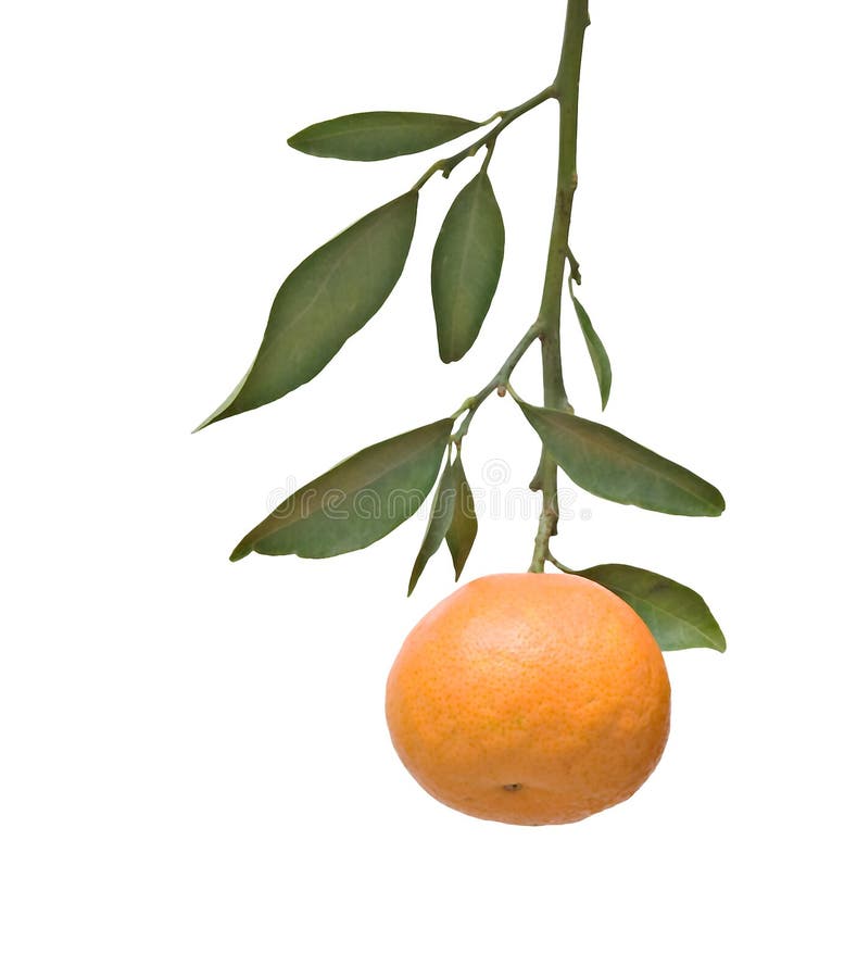 Tangerine on branch stock image. Image of white, food - 12116443