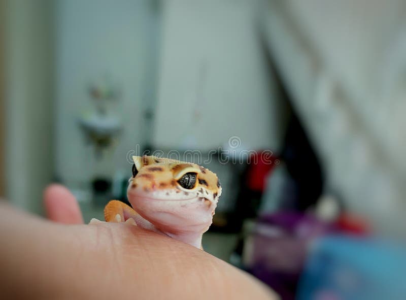 Tangerine Cute Leopard Gecko Stock Photo - Image of cutes, reptil ...