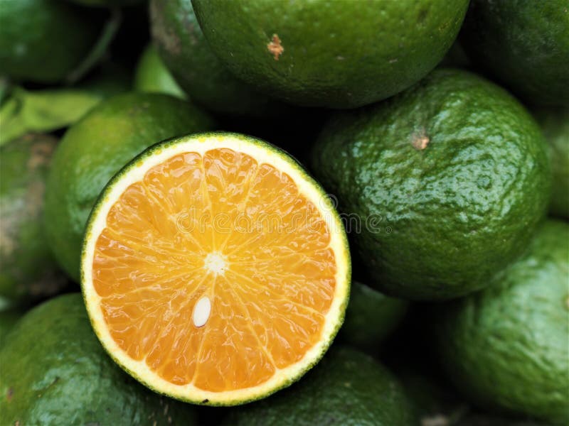 Tangerine stock photo. Image of fresh, selling, market - 81483434