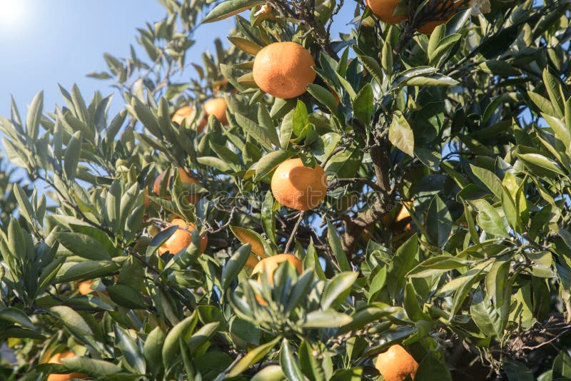 Tangerine Gardens stock photo. Image of juicy, garden - 83199744