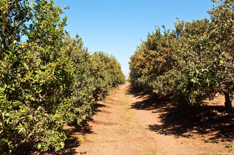 Tangerine grove. stock image. Image of fresh, christmas - 17962159