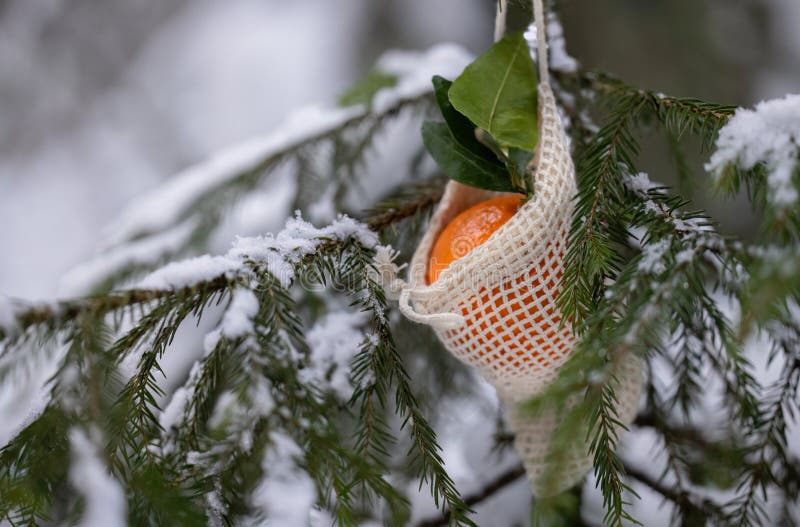 A Tangerine in a Handmade Woven Net on a Christmas Tree in the Forest ...