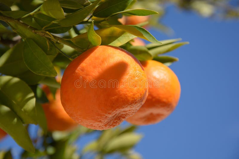 Tangerine or Mandarin on Tree Branch with Leaves Stock Photo - Image of ...