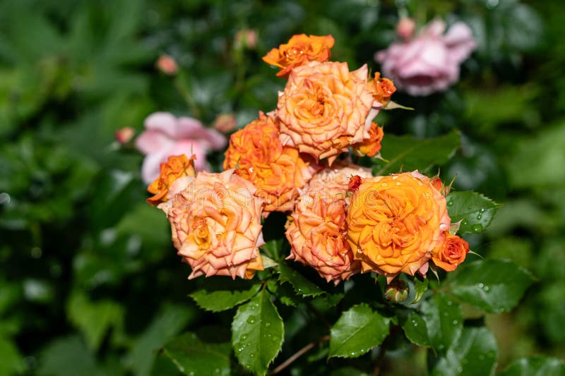 Mini roses stock photo. Image of colorful, plant, color - 130099604