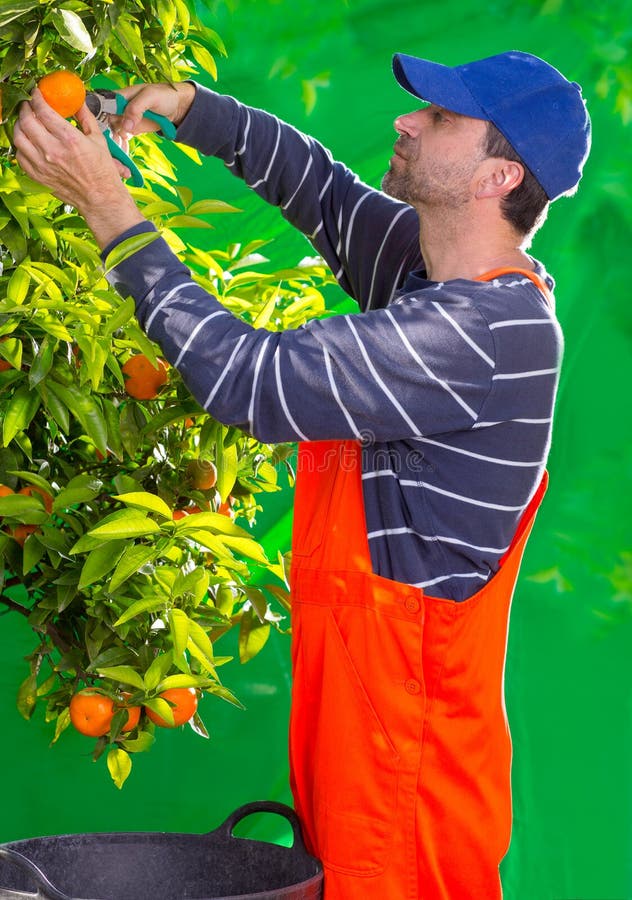 Tangerine Orange Farmer Collecting Woman Stock Image - Image of blue ...