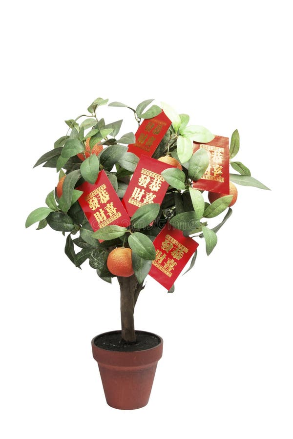 Tangerine Plant with Red Packets Stock Image - Image of lunar, life ...
