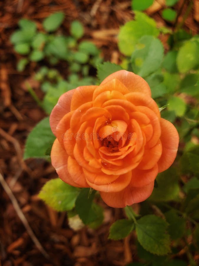 TANGERINE ROSE stock image. Image of garden, beautiful - 124301697