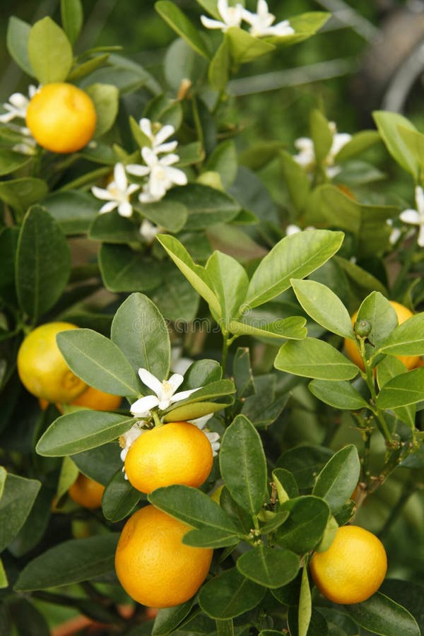 Tangerine Tree in Old Clay Pot Stock Image - Image of concrete, leaf ... Tangerine Tree in Old Clay Pot Stock Image - Image of concrete, leaf ...