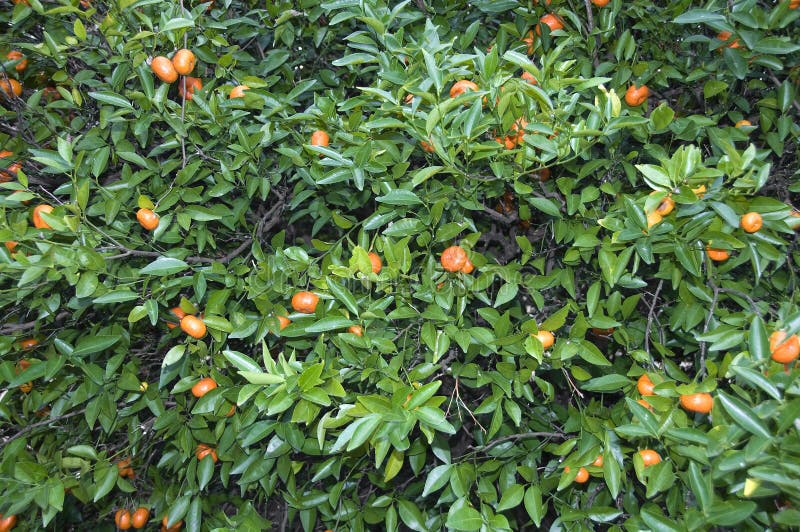 Tangerine Tree stock image. Image of natural, branch - 14088685