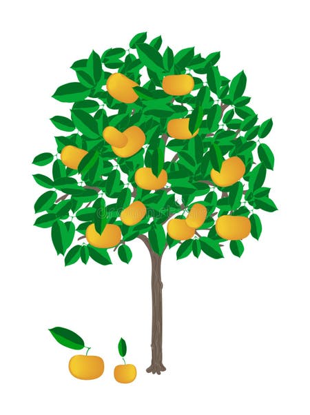 Tangerine tree stock vector. Illustration of tangerine - 17825462