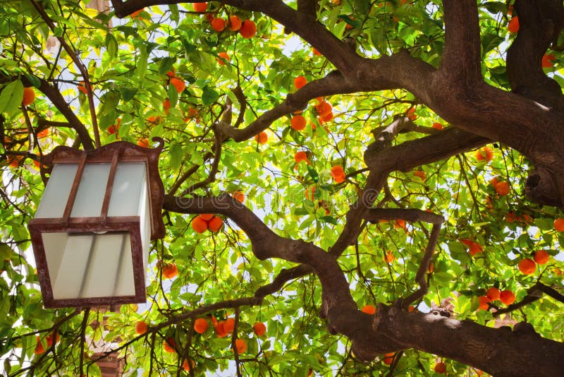 Tangerine tree stock image. Image of collection, biological - 40520903