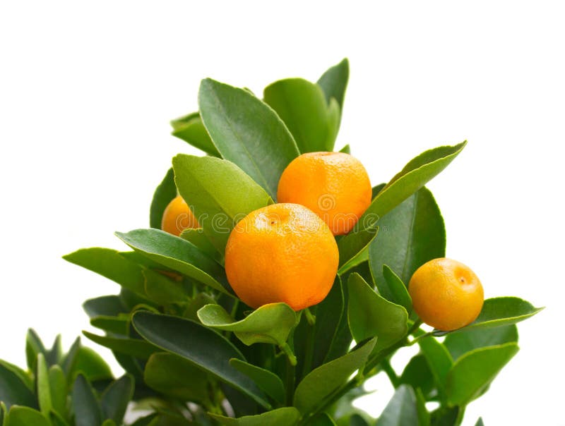 Tangerine tree stock image. Image of fresh, mandarin - 51665937