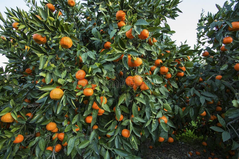 Tangerine Tree stock photo. Image of tangerine, branch - 89735370