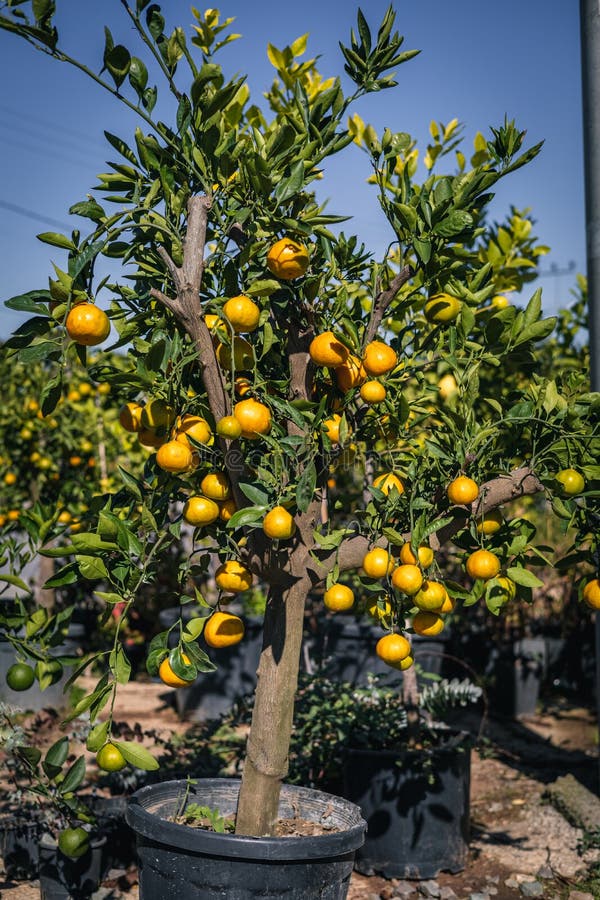 Tangerine Tree Near the Greenhouse. Shallow Depth of Field Stock Image ... Tangerine Tree Near the Greenhouse. Shallow Depth of Field Stock Image ...
