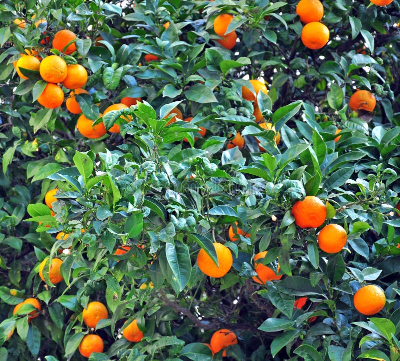 Tangerine tree stock image. Image of fresh, citrus, orchard - 36043013 Tangerine tree stock image. Image of fresh, citrus, orchard - 36043013