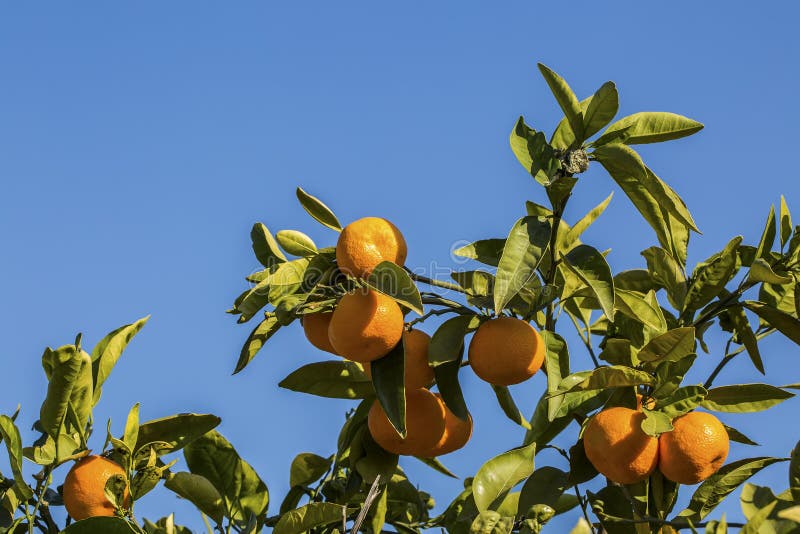 Tangerine Tree stock image. Image of fruit, natural, branch - 89641469