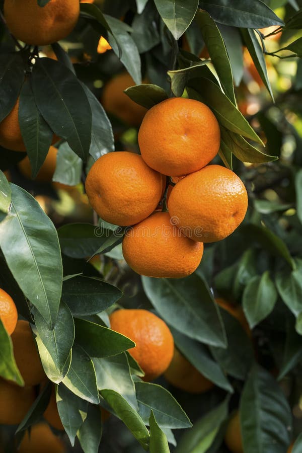 Tangerine Tree stock photo. Image of branch, grow, background - 89646002