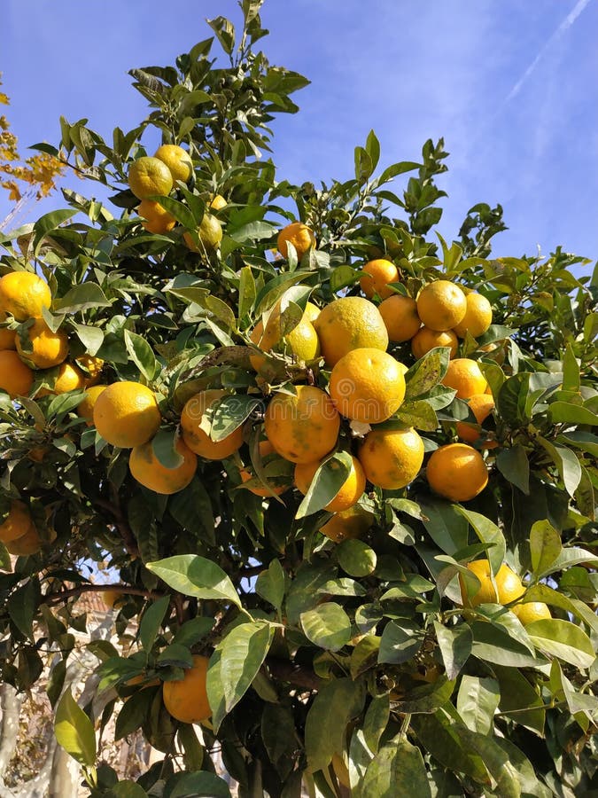 Tangerine Tree Stock Images - Download 15,852 Royalty Free Photos
