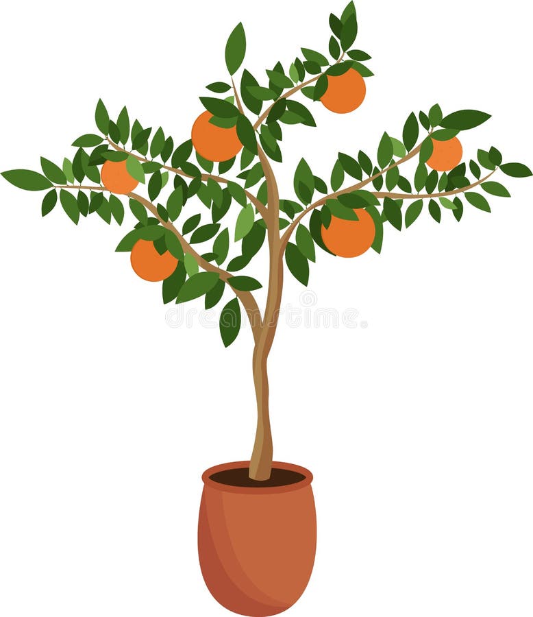 Tangerine tree in a pot stock vector. Illustration of vector - 215876764