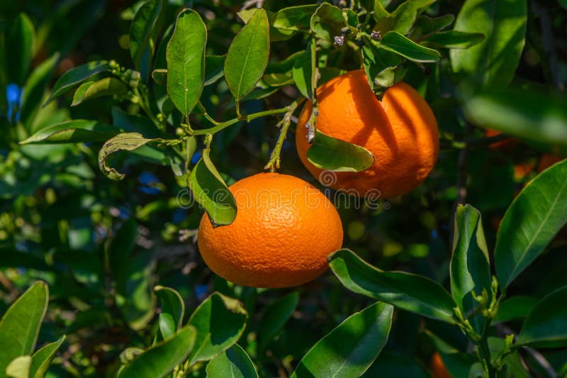 Tangerine Tree Ripe Mandarin Hanging Branches 1 Stock Photos - Free ...
