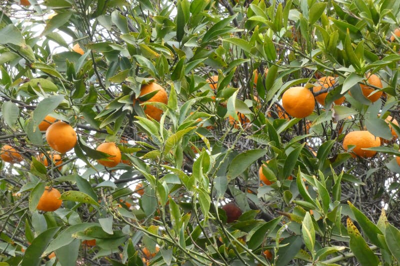 Tangerine Tree stock image. Image of latin, tree, tangerine - 156578981
