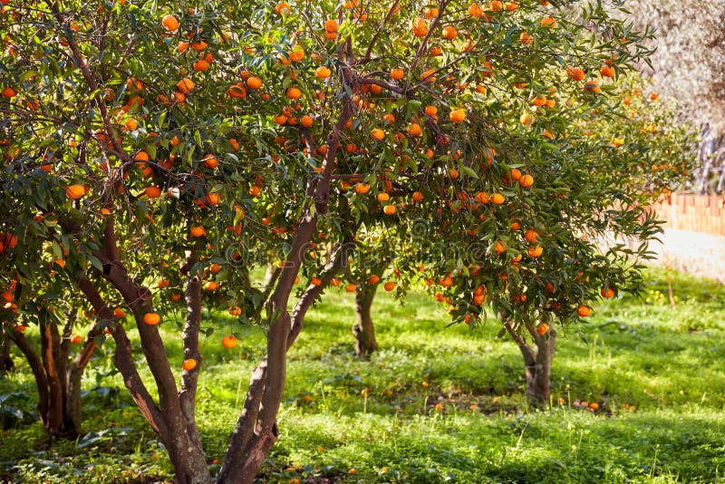 Tangerine Trees and Green Field Stock Photo - Image of food ...