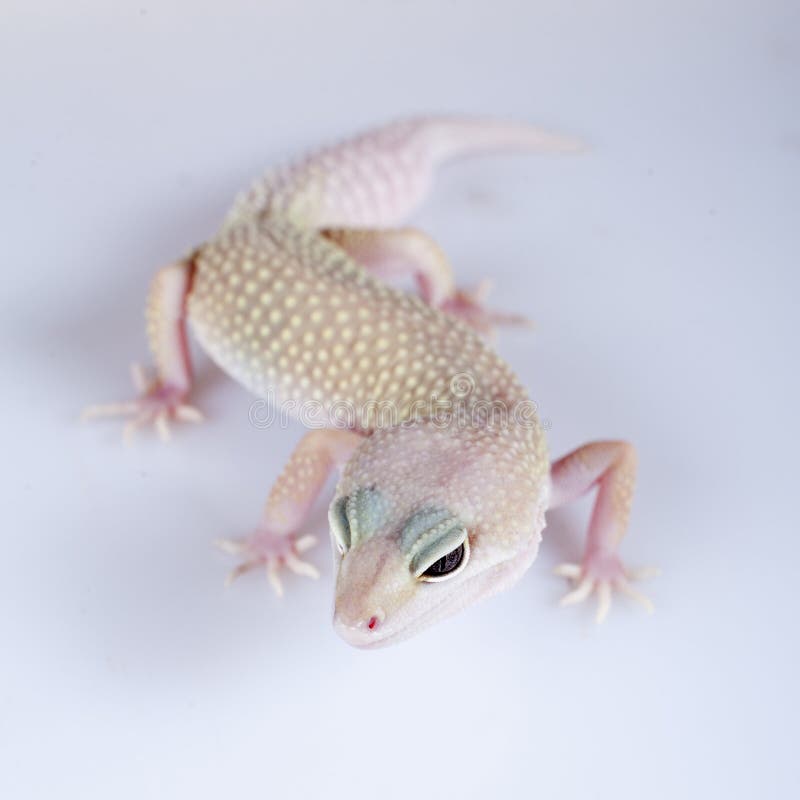 148 Leopard Gecko Foot Stock Photos - Free & Royalty-Free Stock Photos ...