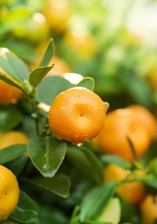 Tangerines stock image. Image of closeup, copyspace, drops - 18662887