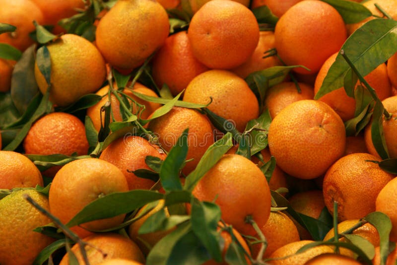 Tangerines stock image. Image of food, leaf, fruit, citrus - 3650851