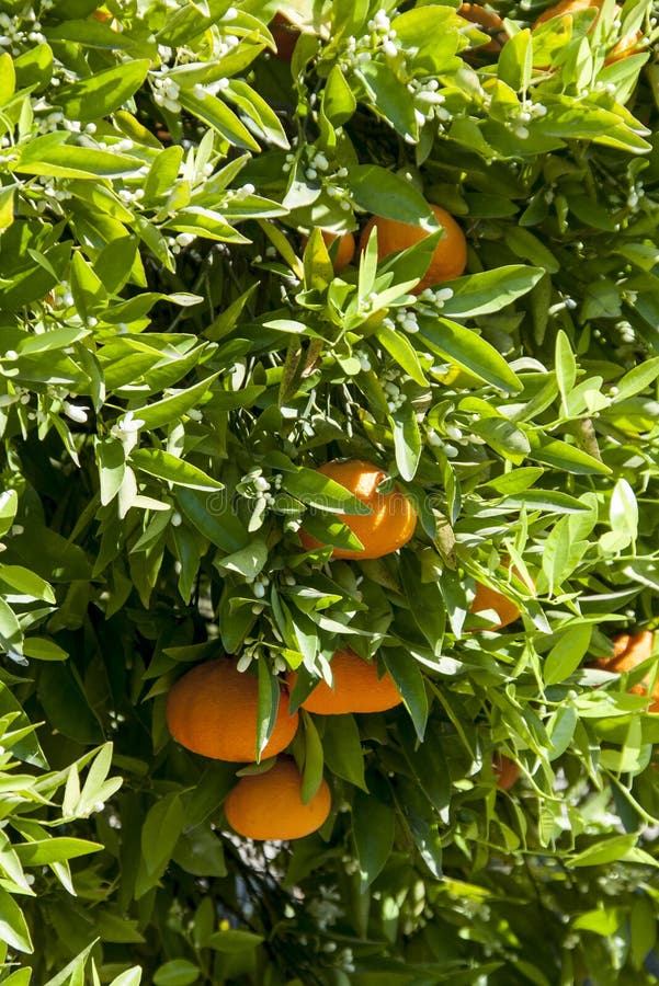 Mandarin tree stock image. Image of fruit, orange, flowering - 41781617