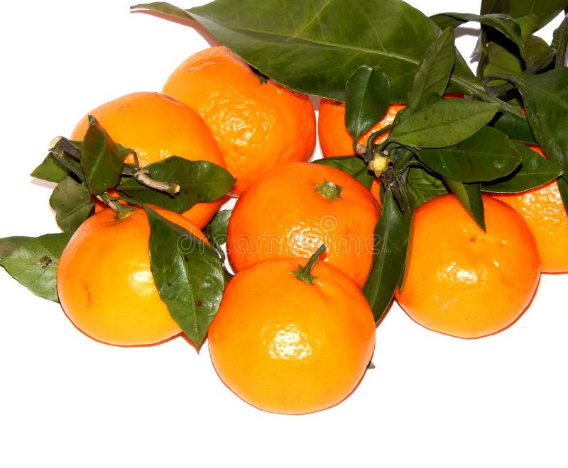 Tangerines with Green Leaves on a White Background Stock Photo - Image ...