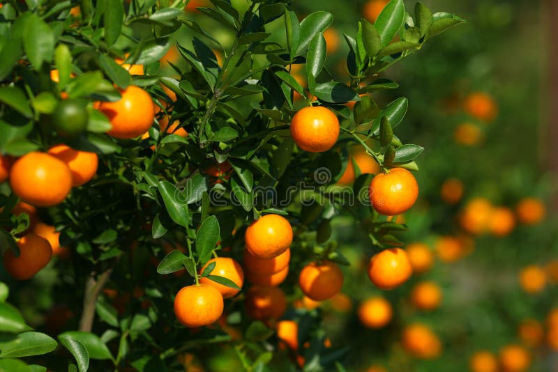Tangerines Growing on the Bush in the Orchard Stock Photo - Image of ...