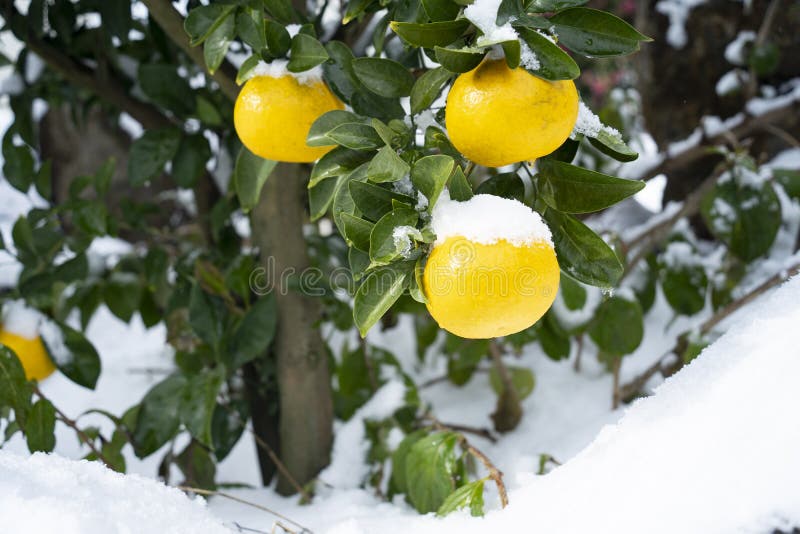 Tangerines and Leaves in Jeju Island Stock Photo - Image of snow ...