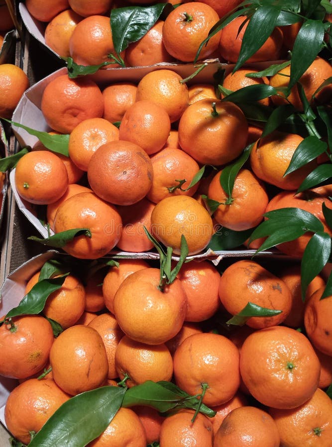 Tangerines stock photo. Image of agriculture, nutrient - 51155194