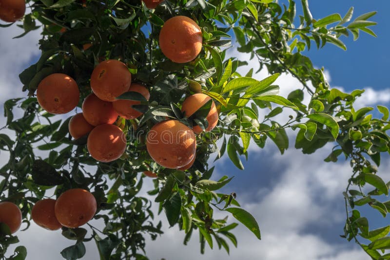 Tangerines Spangled Tree Blue Sky Background Stock Photos - Free ...