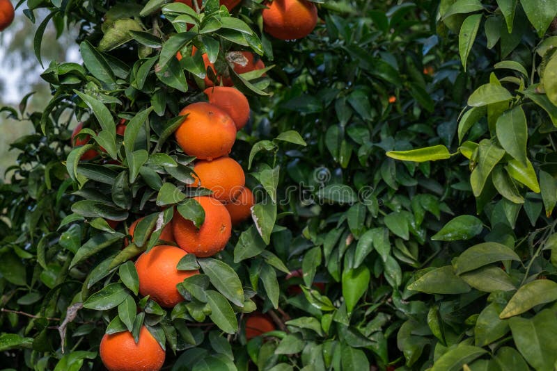 A tangerines spangled tree stock image. Image of fruit - 127088203