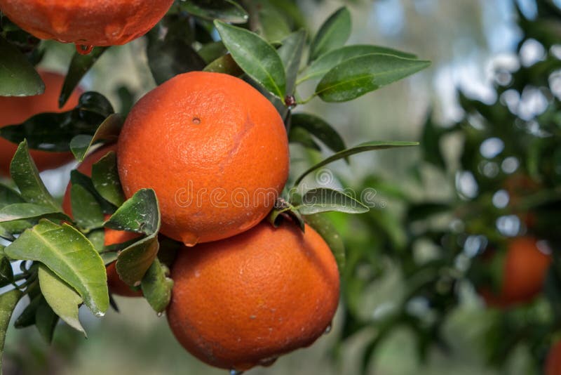 A tangerines spangled tree stock image. Image of grove - 127088223