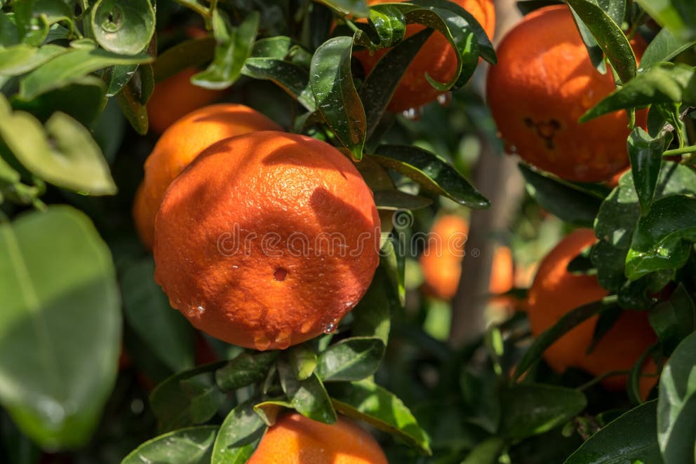 A tangerines spangled tree stock photo. Image of nature - 127088246