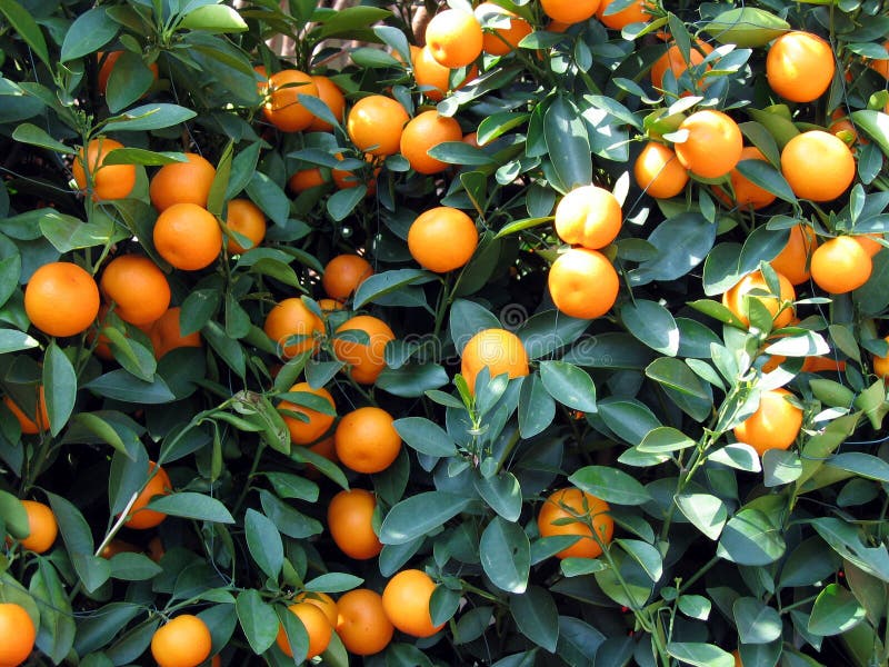 Tangerines on the tree stock image. Image of harvest, tasty - 516207