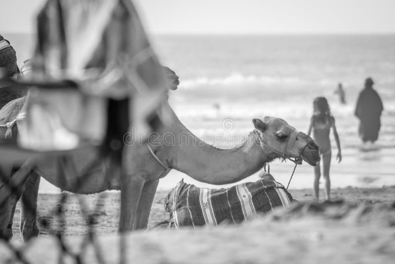 Tangier Camel Beach and Waves and Rocks Editorial Photo - Image of ...