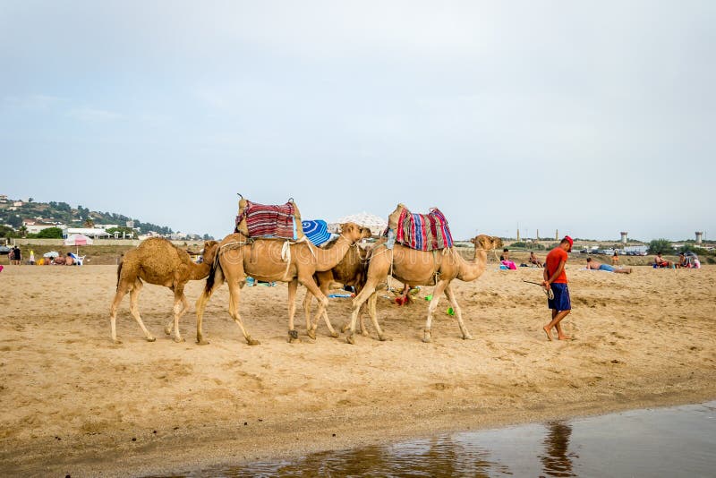 Tangier Camels Beach and Waves and Rocks Editorial Photography - Image ...