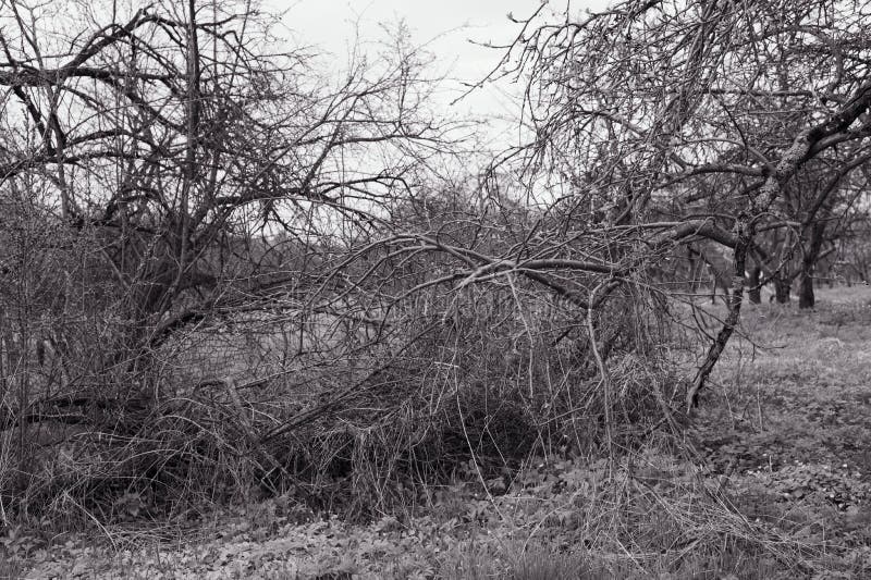 Tangle of Branches of an Old Apple Tree Against the Sky. Black and ...