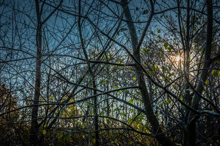 A Tangle of Branches Under the Beautiful Light of the Sun. Stock Image ...