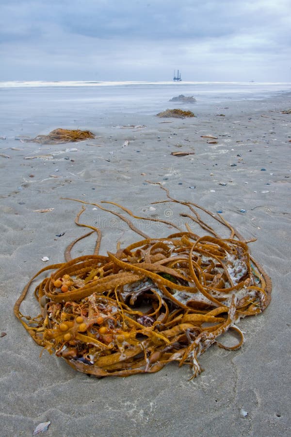 Tangle Lying on the Beach Surf of the Ocean Stock Image - Image of ...