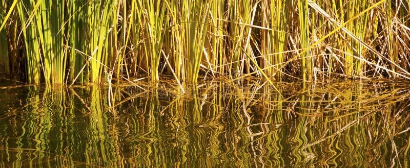 Tangle of Reeds and Water Reflections Stock Photo - Image of watery ...