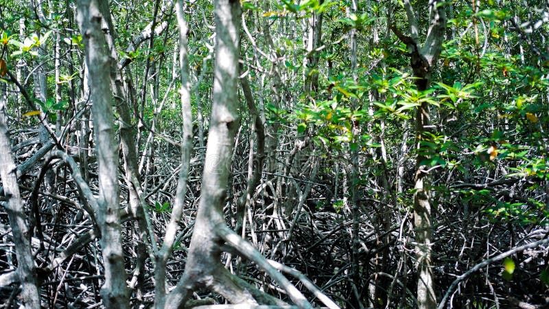 Tangle of Rhizophora Roots stock image. Image of environment - 351614811