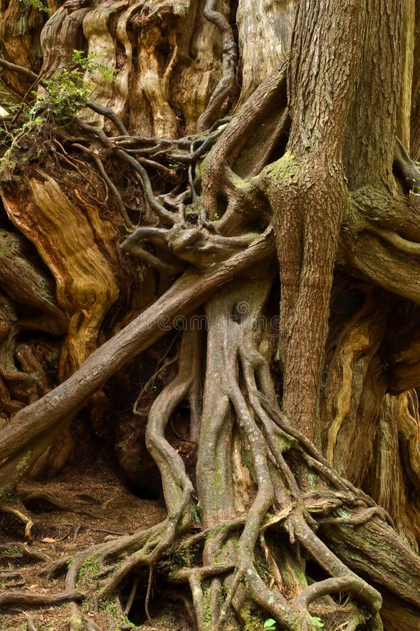 Tangle of roots stock photo. Image of weathered, forest - 9682656