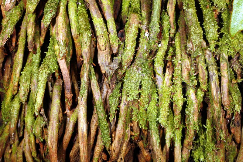 Dense tree roots texture stock photo. Image of tree, branch - 5768570
