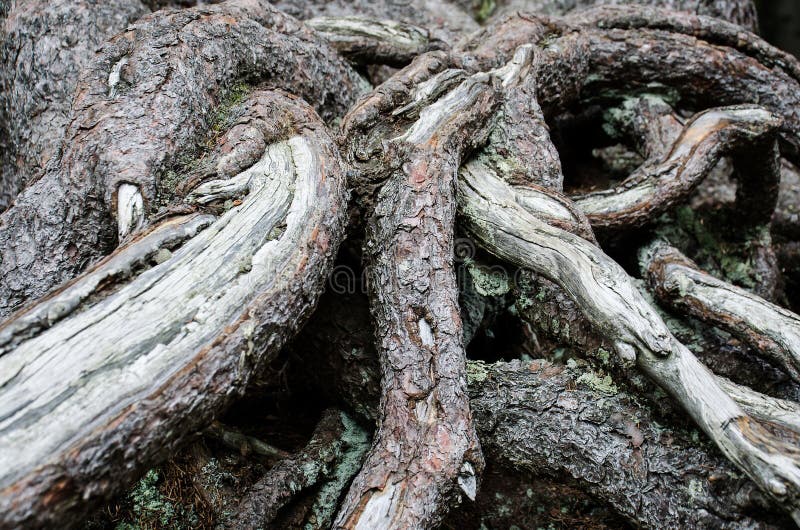 Tangle of roots stock photo. Image of spruce, rainforest - 9682656