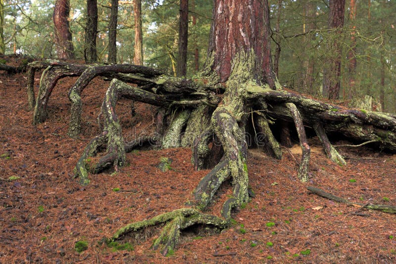 Tangle of Roots of a Tree in a Natural Forest Stock Photo - Image of ...